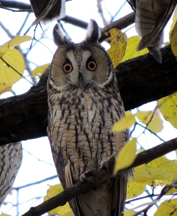 Long Eared Owl Weekend - November 2012/LEO female